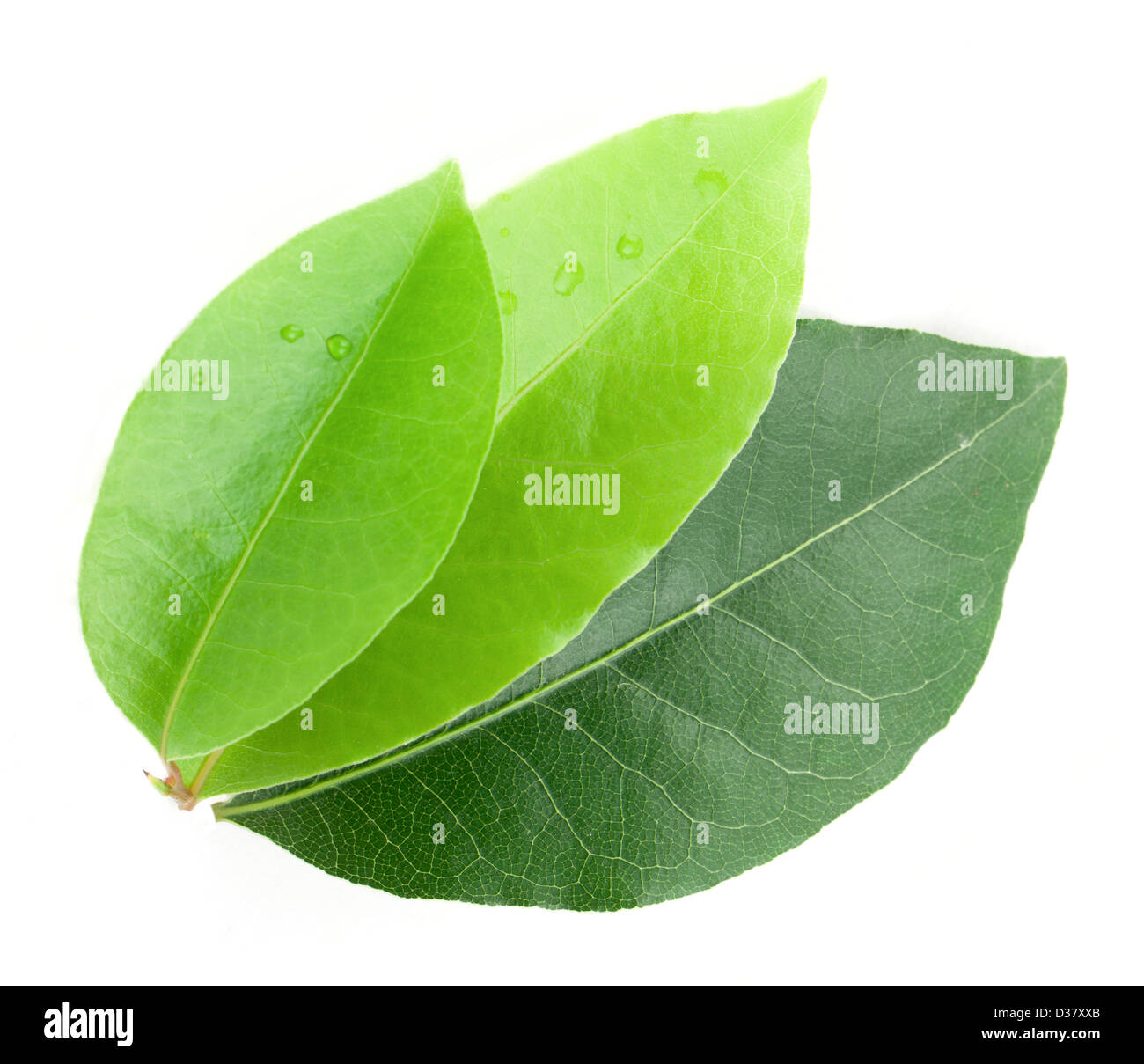 Laurus leaf isolated on white background Stock Photo - Alamy