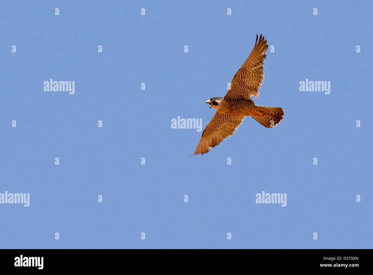 Peregrine Falcons are frequently spotted in Arches National Park, where ...