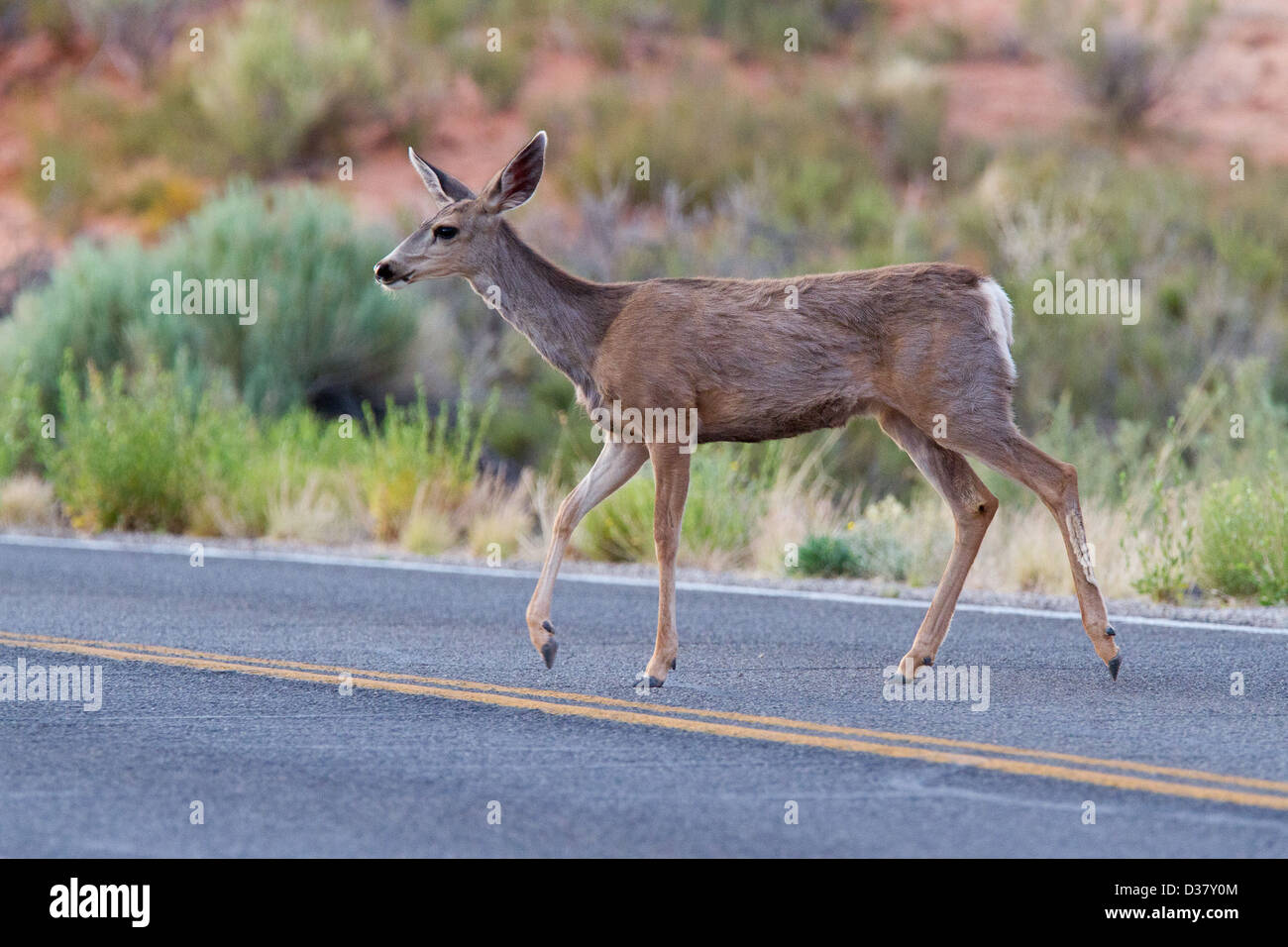 Mule deer are commonly seen in Arches National Park, where they roam ...