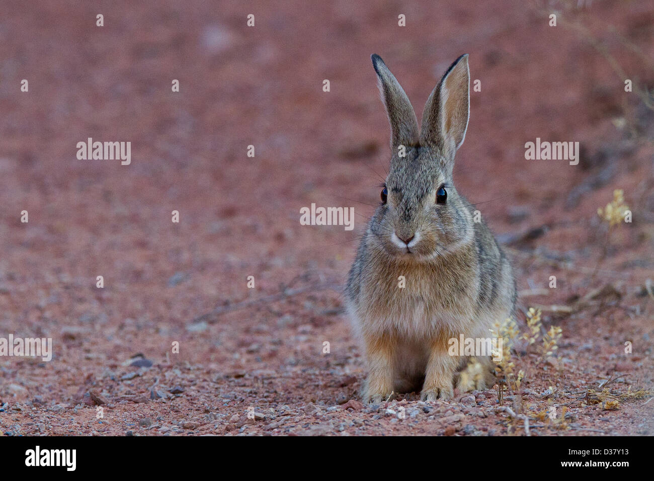 Arches National Park in Utah is home to the Desert Cottontail, a small ...