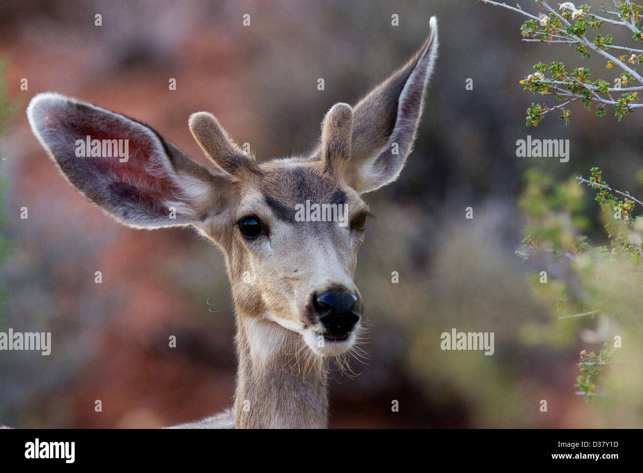 Mule deer, commonly seen in Arches National Park, are a notable species ...
