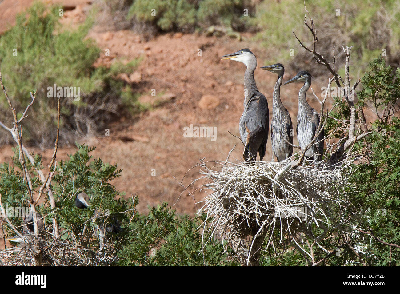 The Great Blue Heron Rookery in Arches National Park, Utah, is home to ...