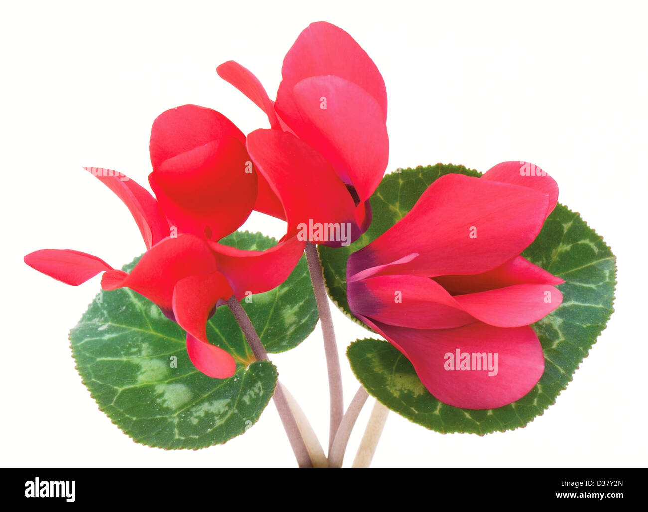 Red cyclamen flower hi-res stock photography and images - Alamy