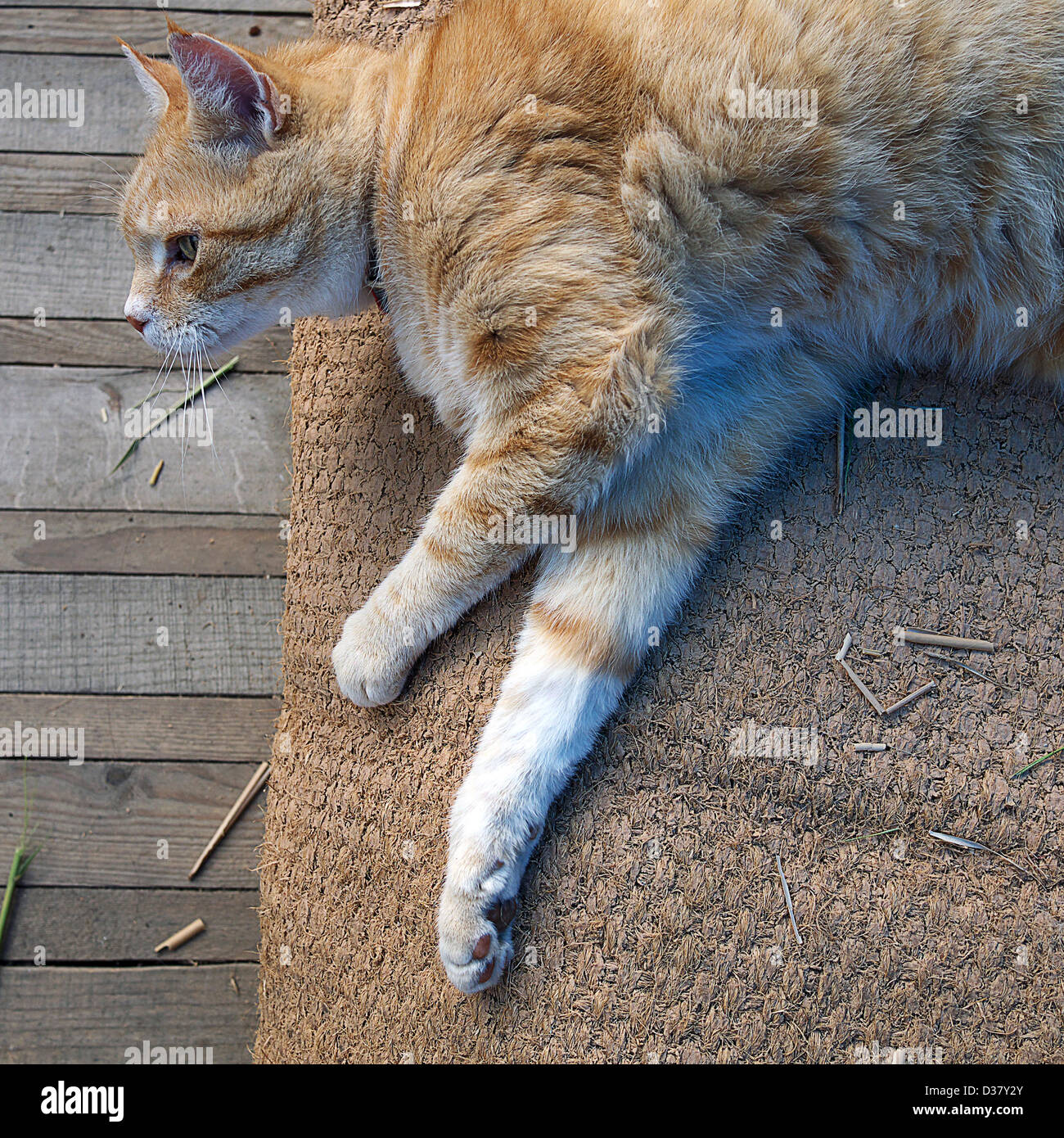 Orange tabby cat Stock Photo - Alamy