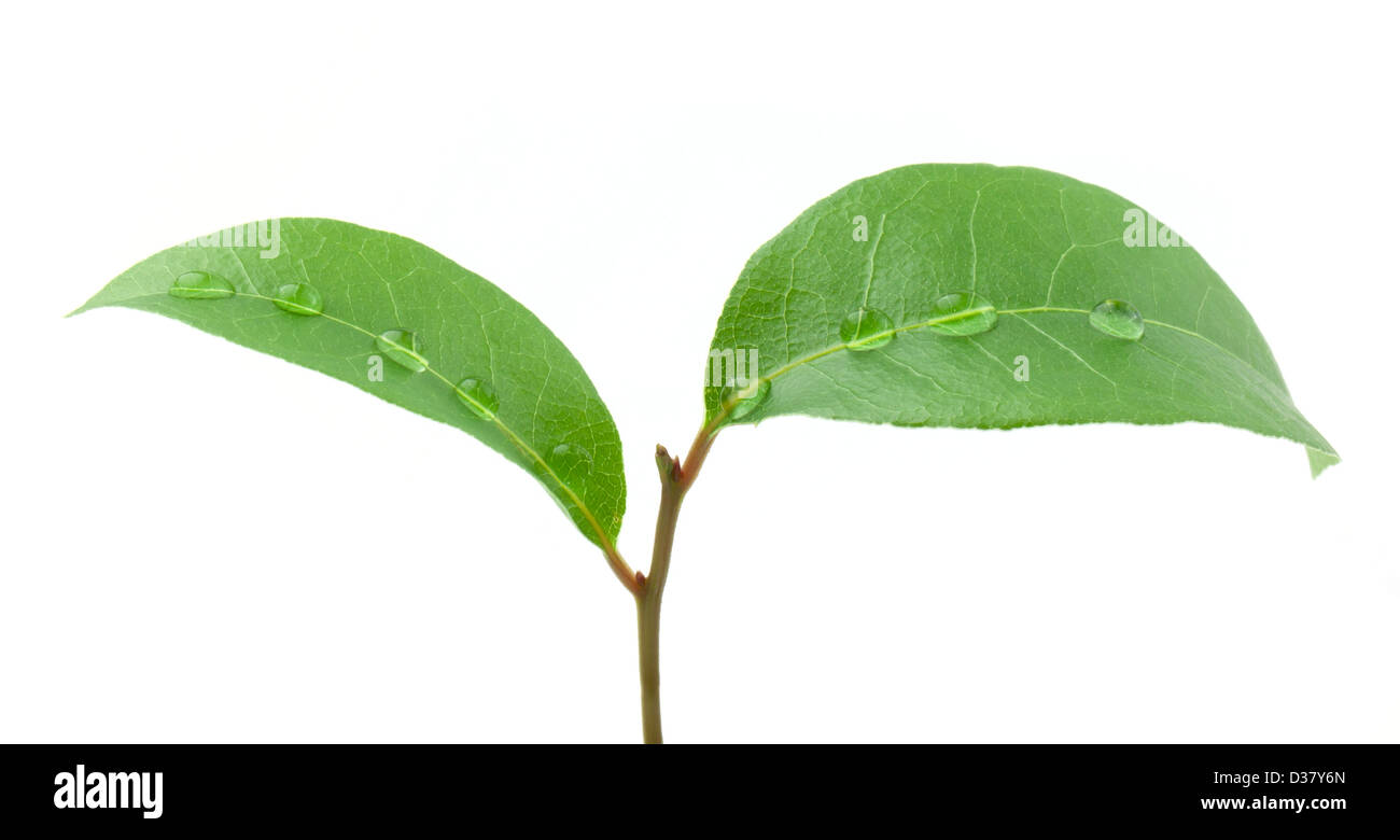 Laurus leaf isolated on white background Stock Photo - Alamy