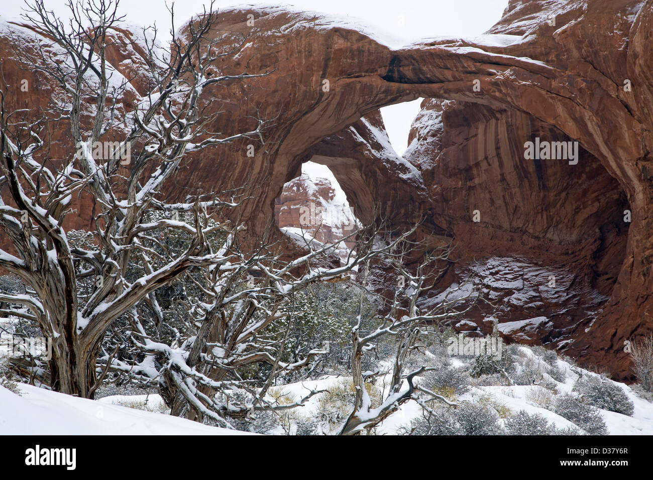 Trees and Double Arch under snow, The Windows, Arches National Park ...