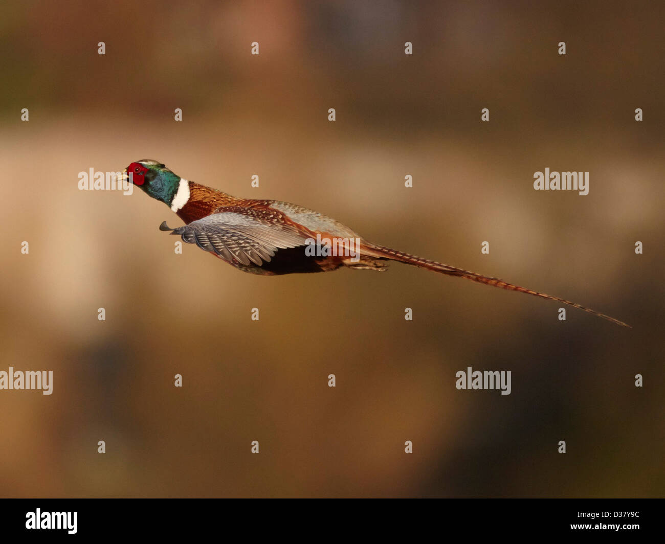 Pheasant in flight Stock Photo - Alamy