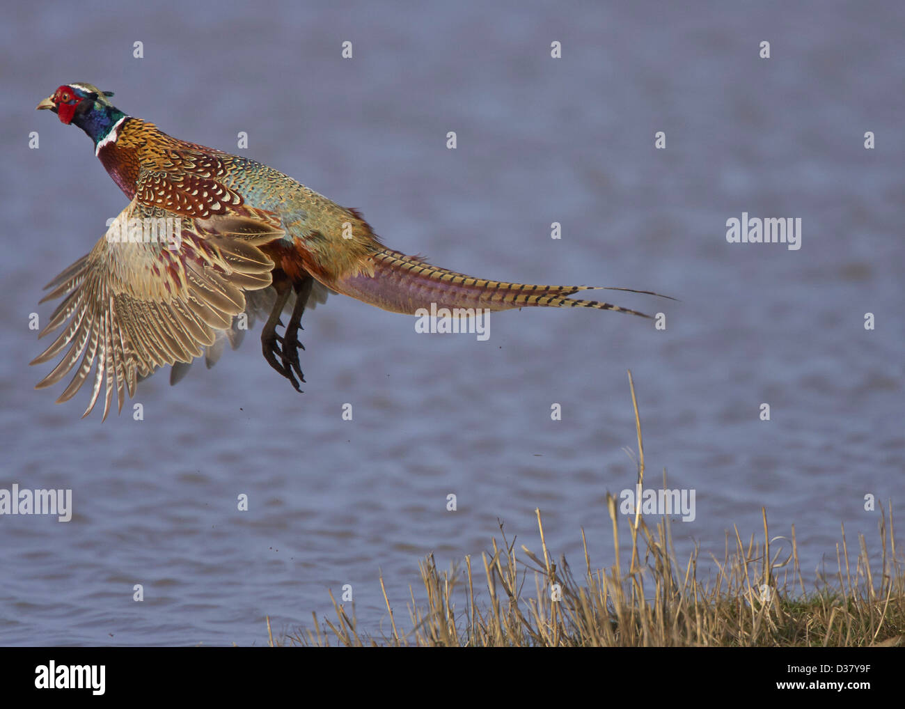 Pheasant in flight Stock Photo - Alamy
