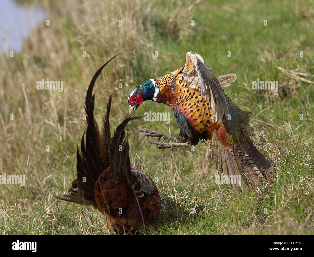 Pheasants fighting hi-res stock photography and images - Alamy