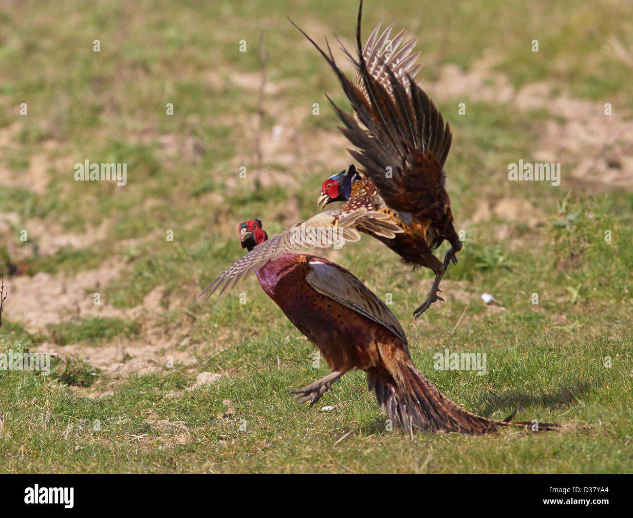 Fighting Pheasants High Resolution Stock Photography and Images - Alamy