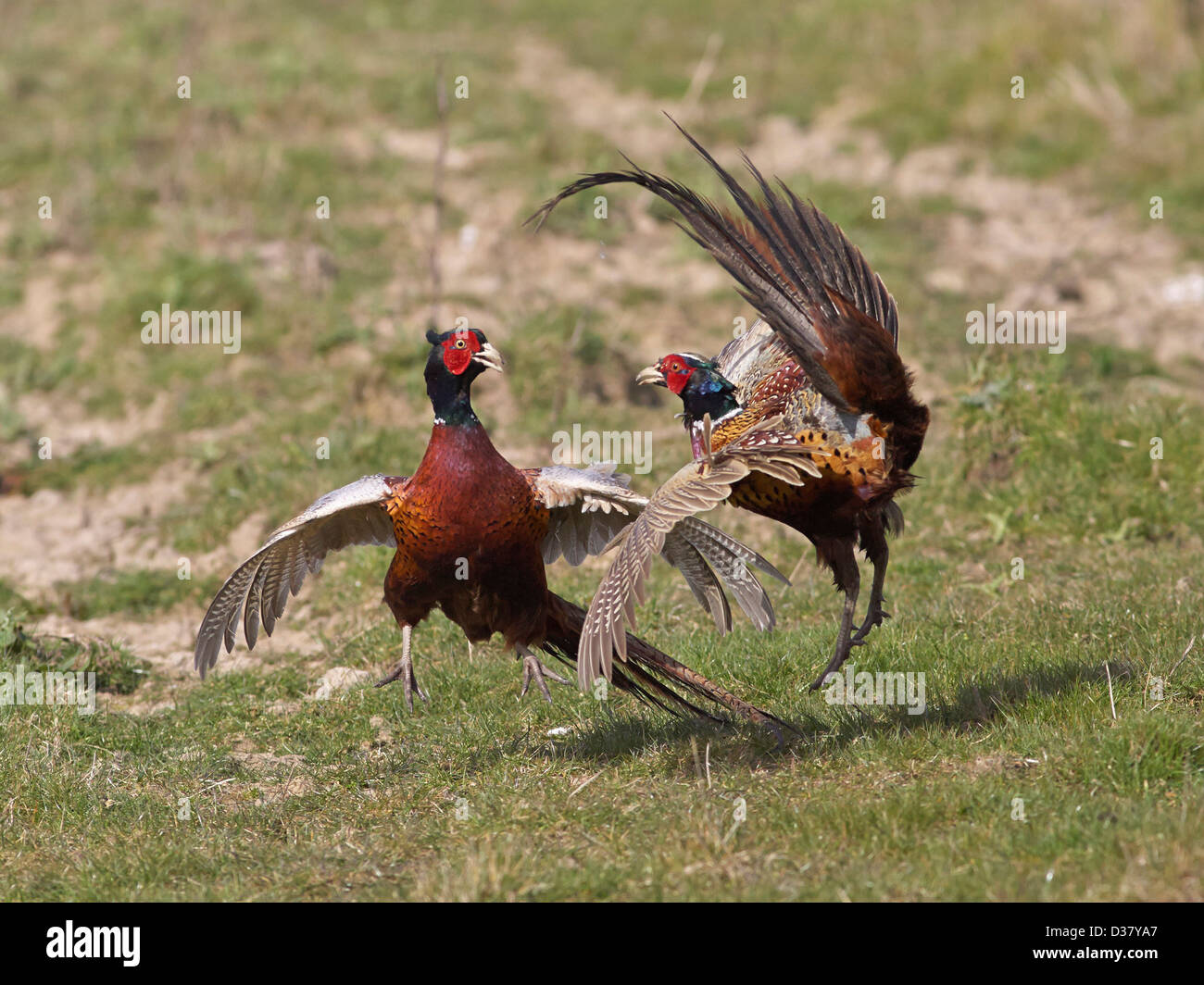 Pheasants fighting hi-res stock photography and images - Alamy