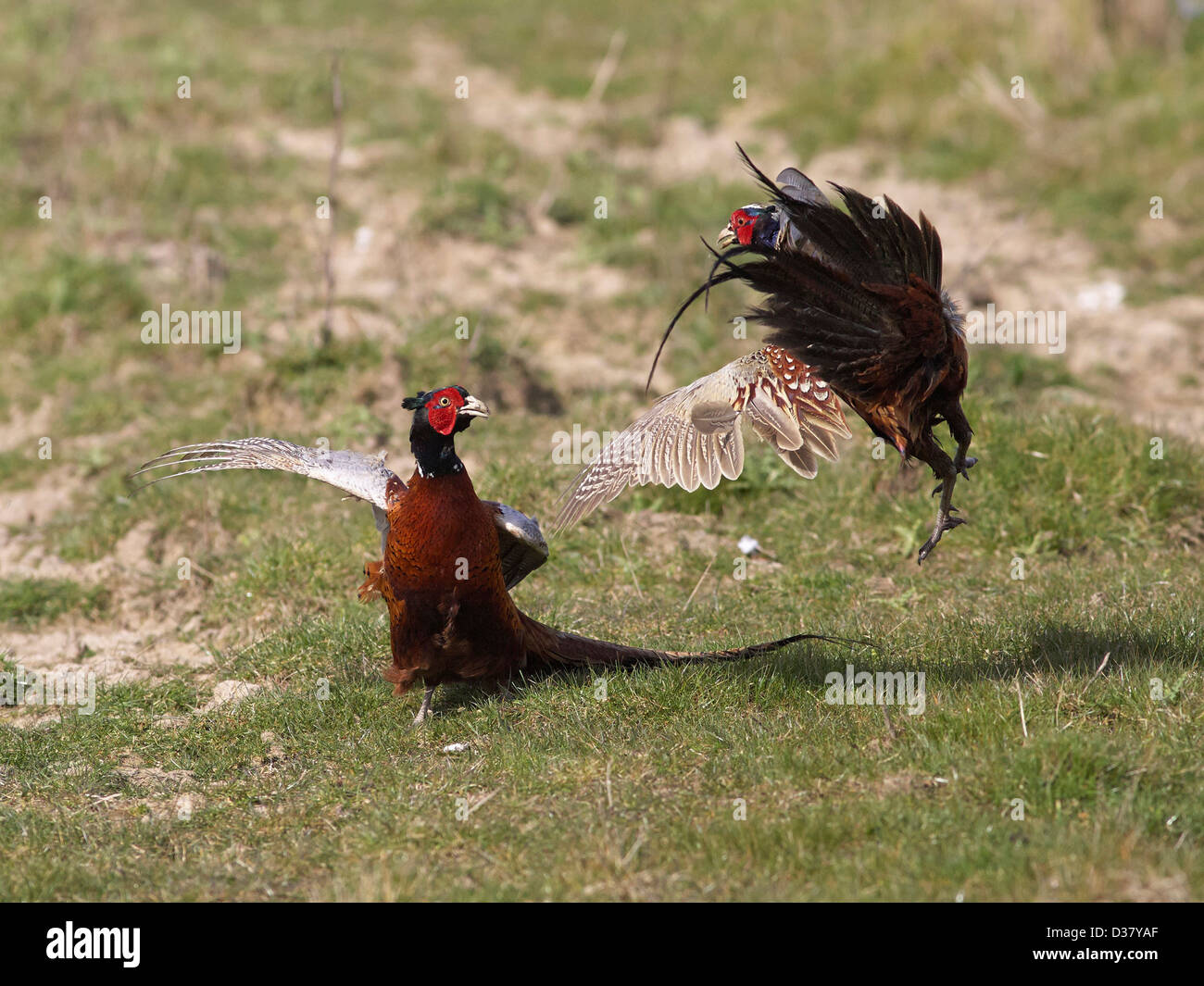 Fighting pheasants hi-res stock photography and images - Alamy