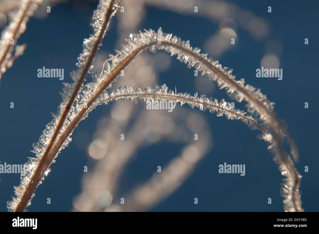 Hoar frost covers Indian ricegrass in Arches National Park, creating a ...