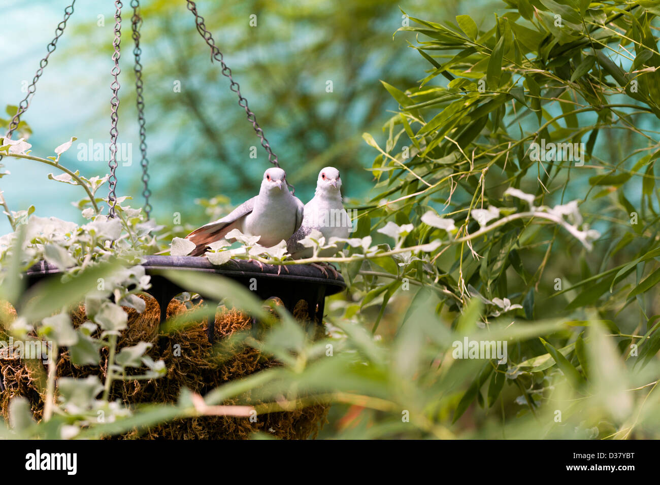 White doves hi-res stock photography and images - Alamy