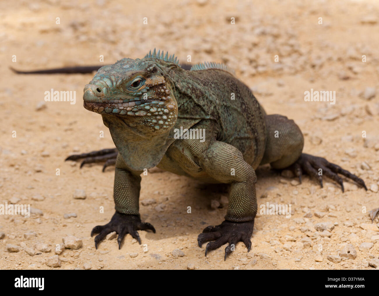 The Bahamas Rock Iguana (Cyclura carinata Stock Photo - Alamy
