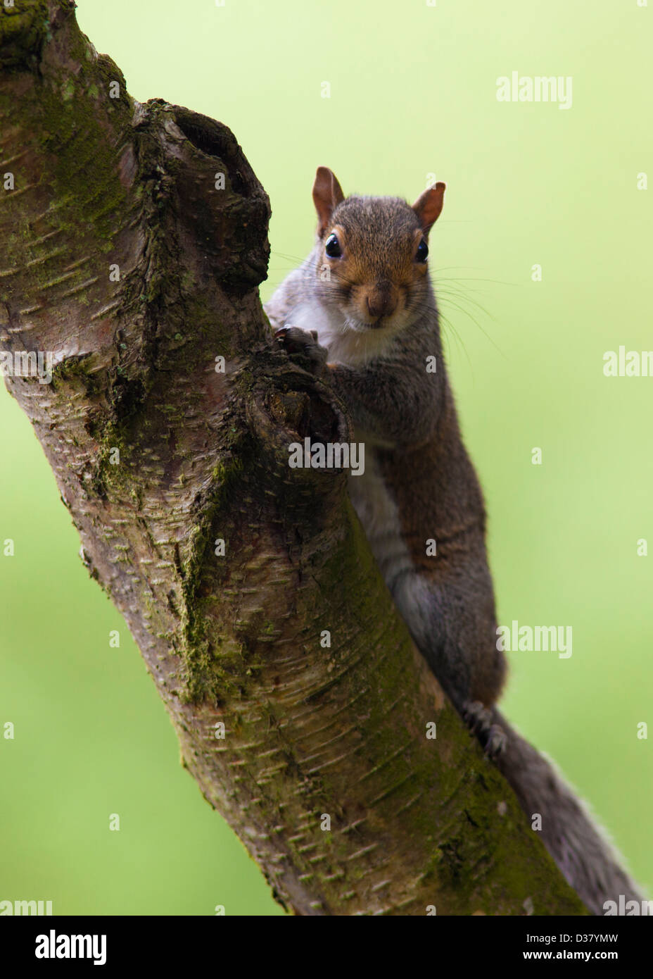 Grey squirrel tree hi-res stock photography and images - Alamy