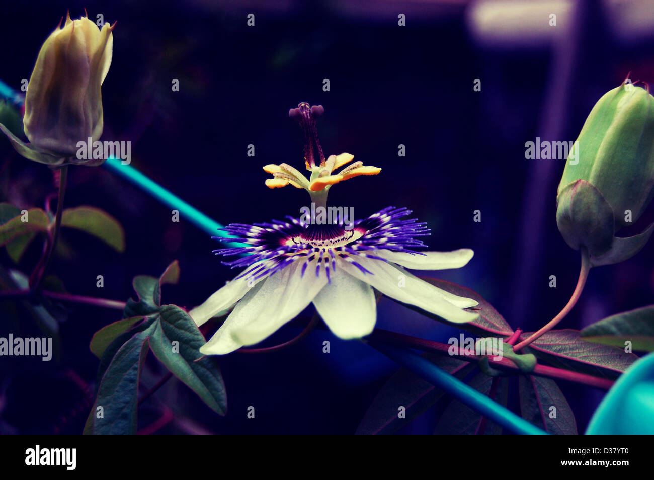 Passion Flower in bloom Stock Photo - Alamy