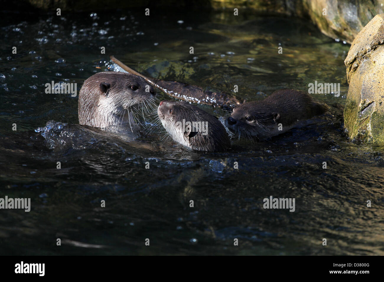 Three otters playing in water Stock Photo - Alamy