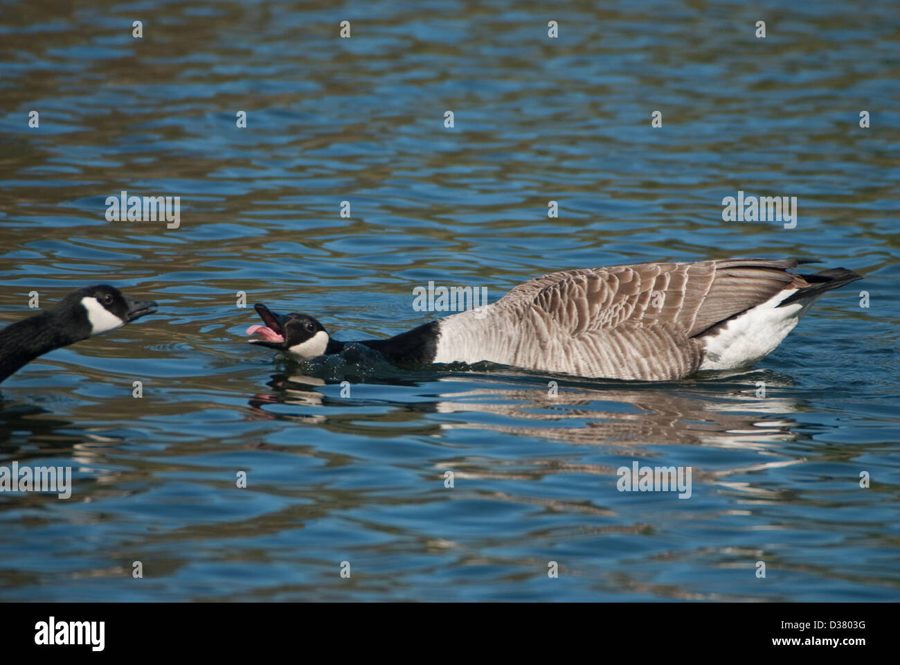 Arguing canada goose hi-res stock photography and images - Alamy