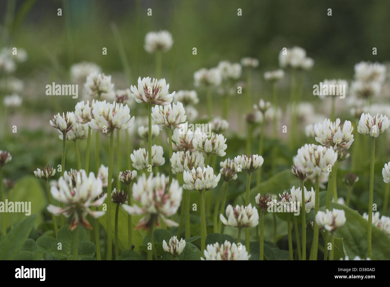 Clover flower hi-res stock photography and images - Alamy