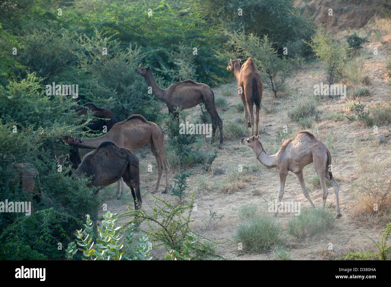 Herd of camel eat leaf Stock Photo - Alamy