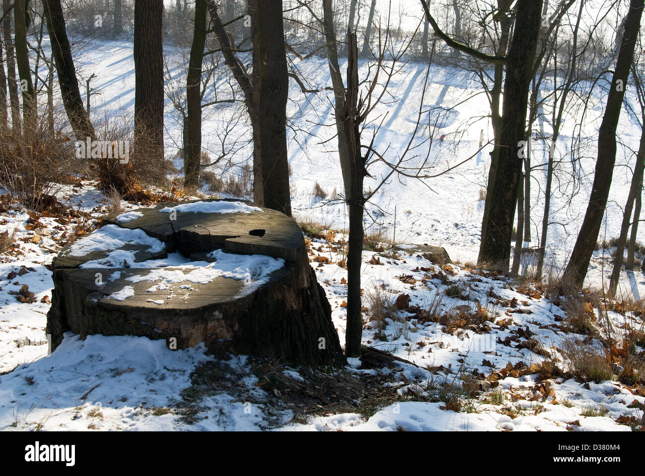 Winter landscape . Felled tree stump on a frosty winter day Stock Photo ...