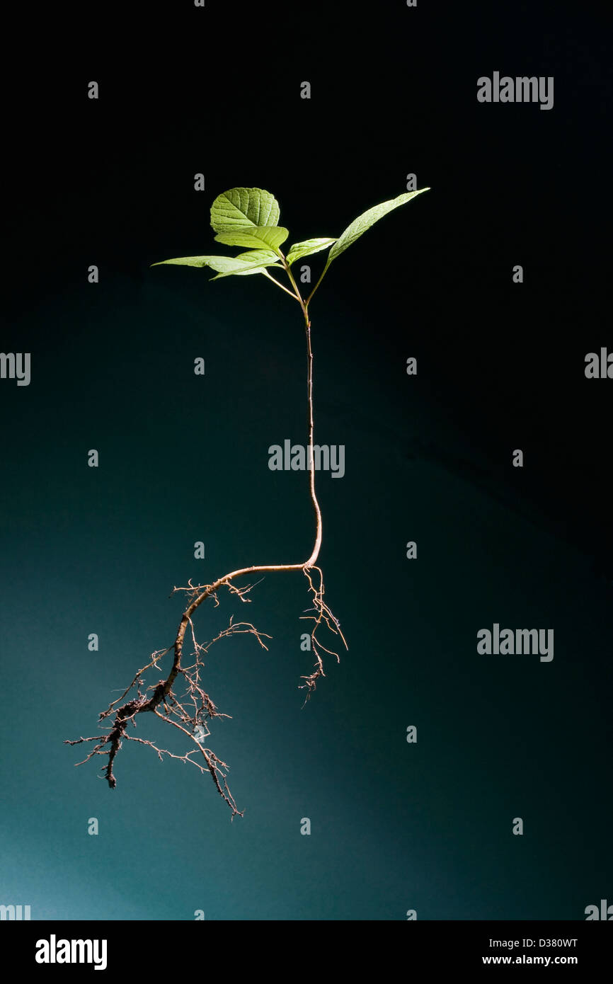 Seedling of plant Stock Photo - Alamy
