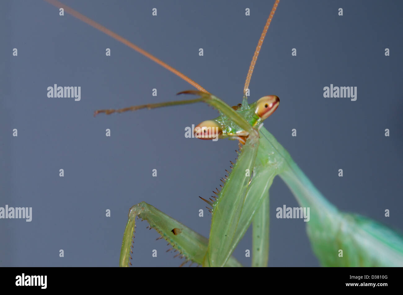 A praying mantis cleaning itself after eating Stock Photo - Alamy