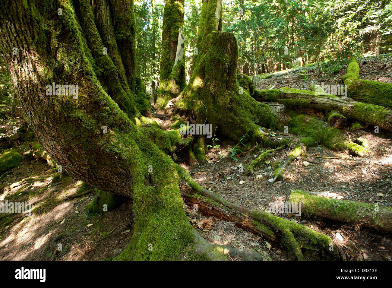 Tree covered pathway hi-res stock photography and images - Alamy