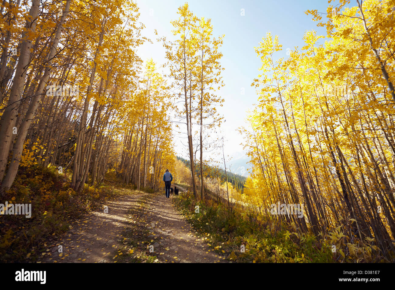 USA, Colorado, Woman walking with her dog through forest Stock Photo ...