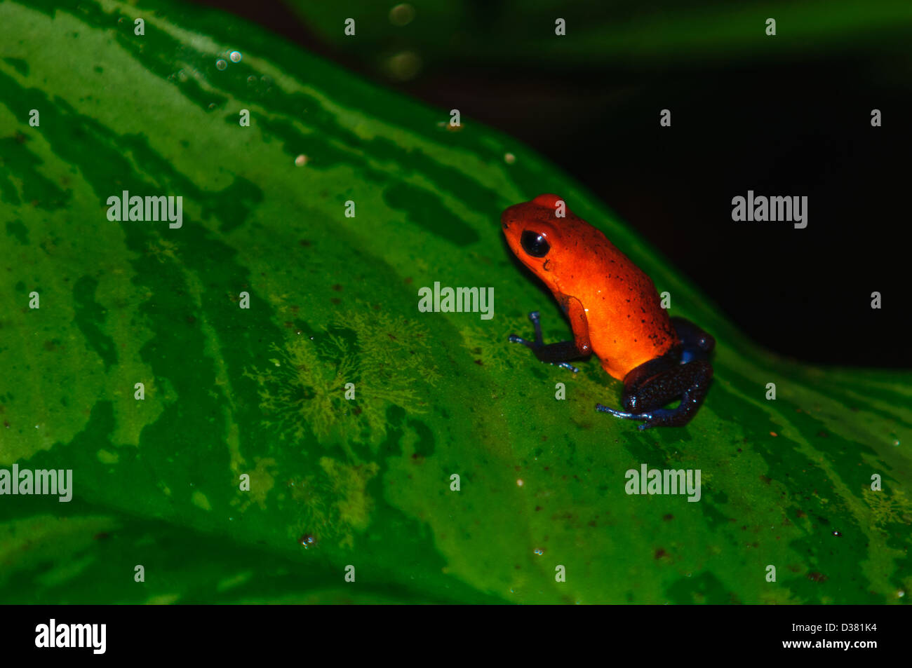 Strawberry poison frog or strawberry poison-dart frog (Oophaga pumilio ...