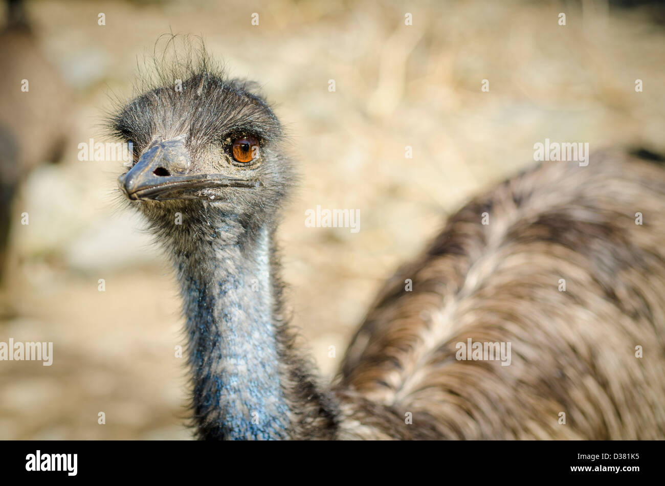 Portrait emu close up hi-res stock photography and images - Alamy
