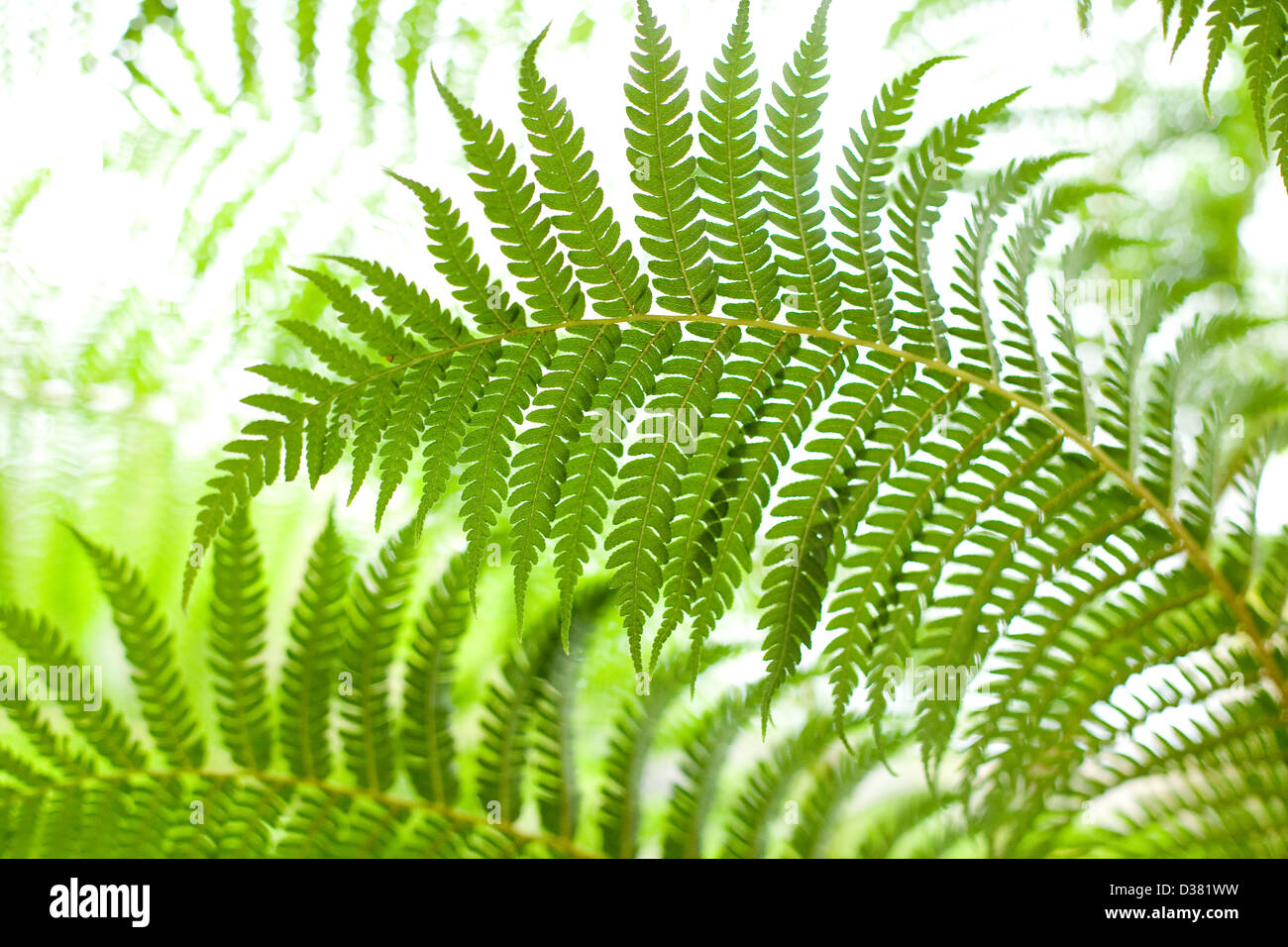 Fern Plant leaf Stock Photo - Alamy