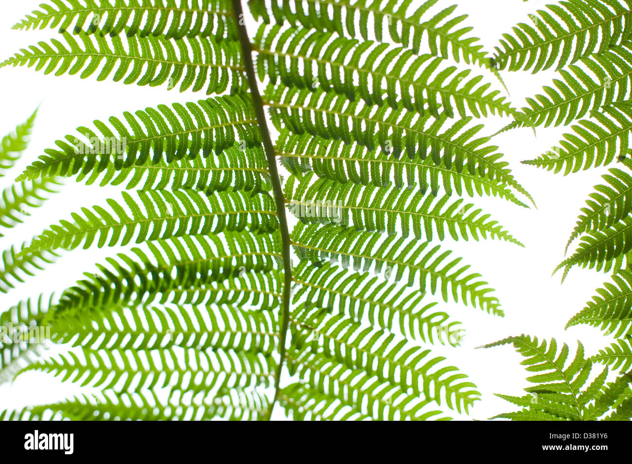 Fern Plant leaf Stock Photo - Alamy