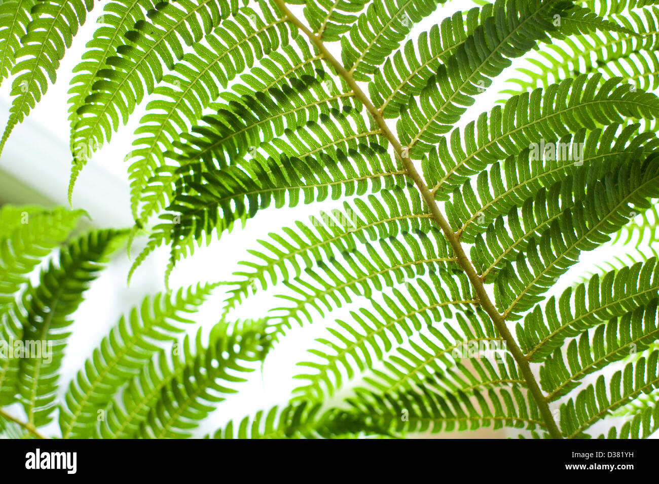 Fern Plant leaf Stock Photo - Alamy