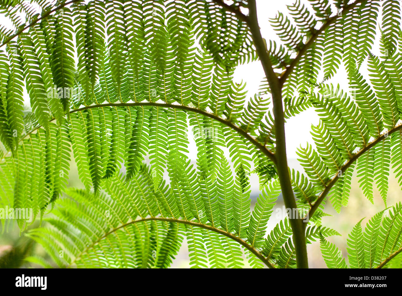 Fern Plant leaf Stock Photo - Alamy