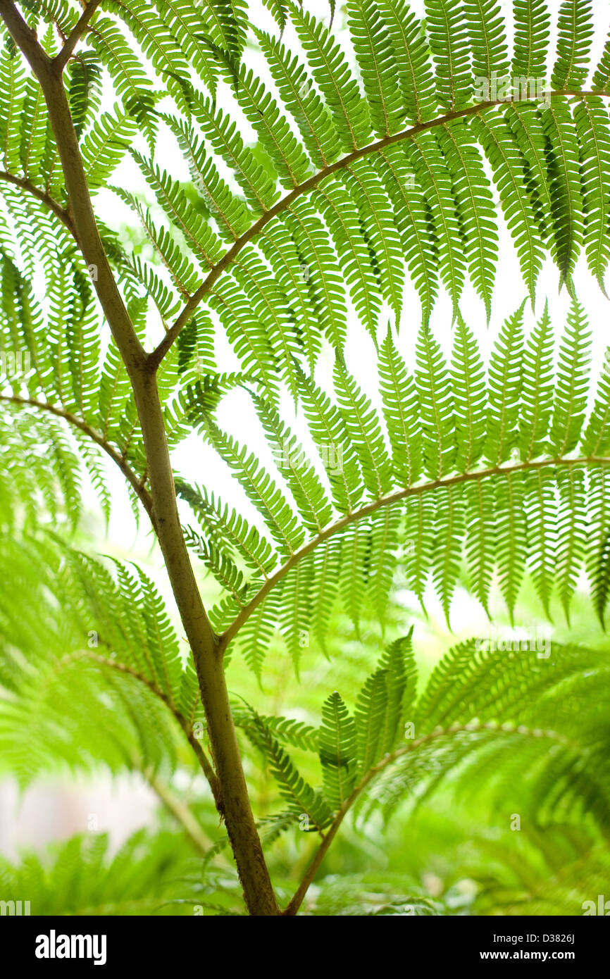 Fern Plant leaf Stock Photo - Alamy