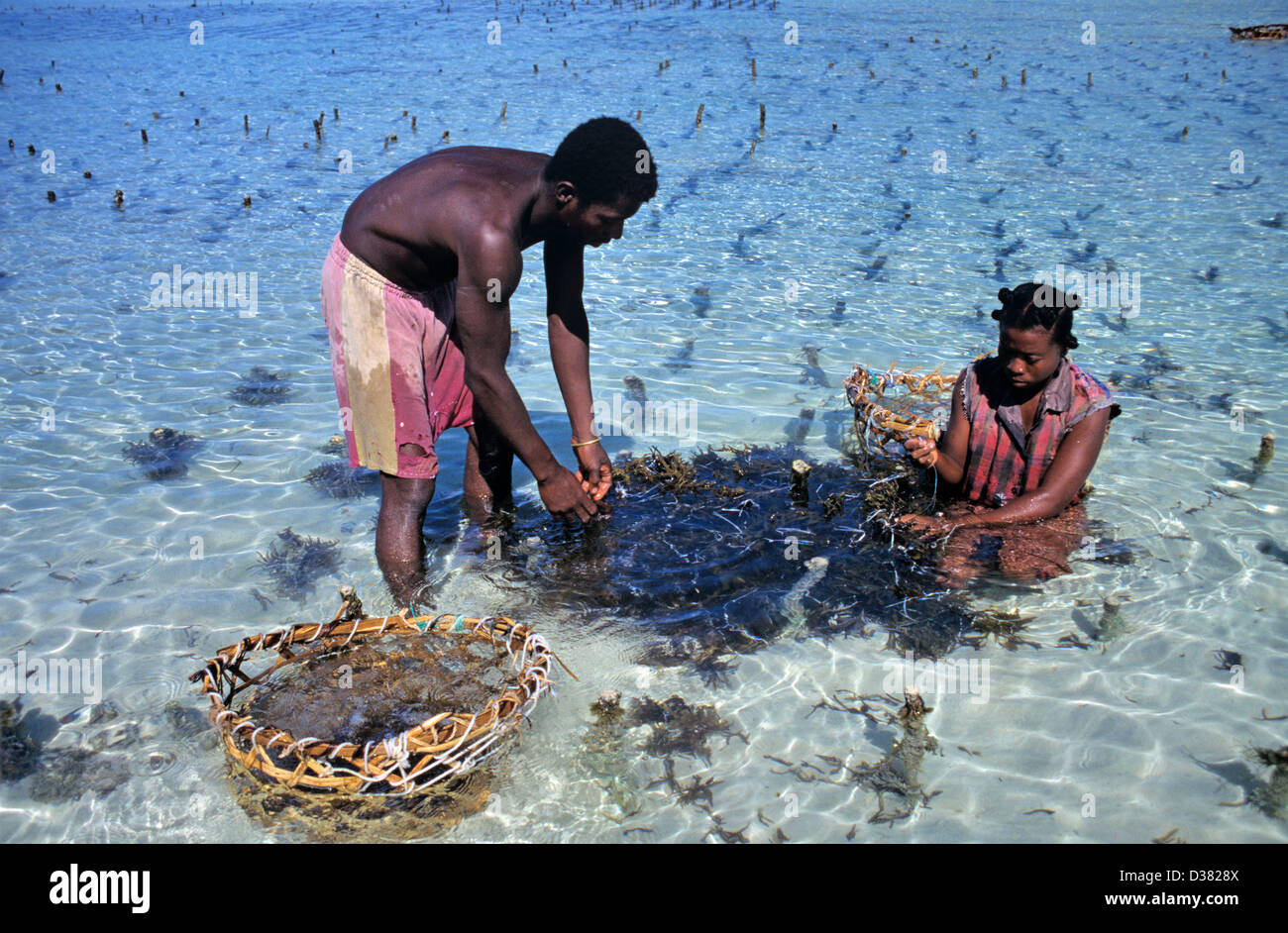 Seaweed Farm & Vezo Farmers Harvesting Eucheuma species of Seaweed ...
