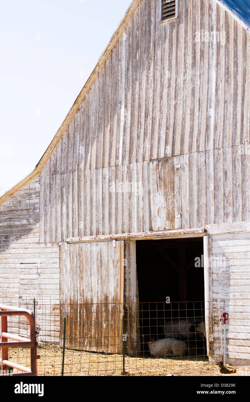 Old barn with sheep inside Stock Photo - Alamy