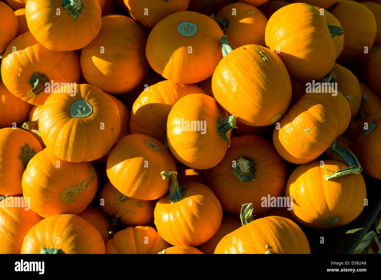 Lots of Pumpkins in a Patch Stock Photo - Alamy