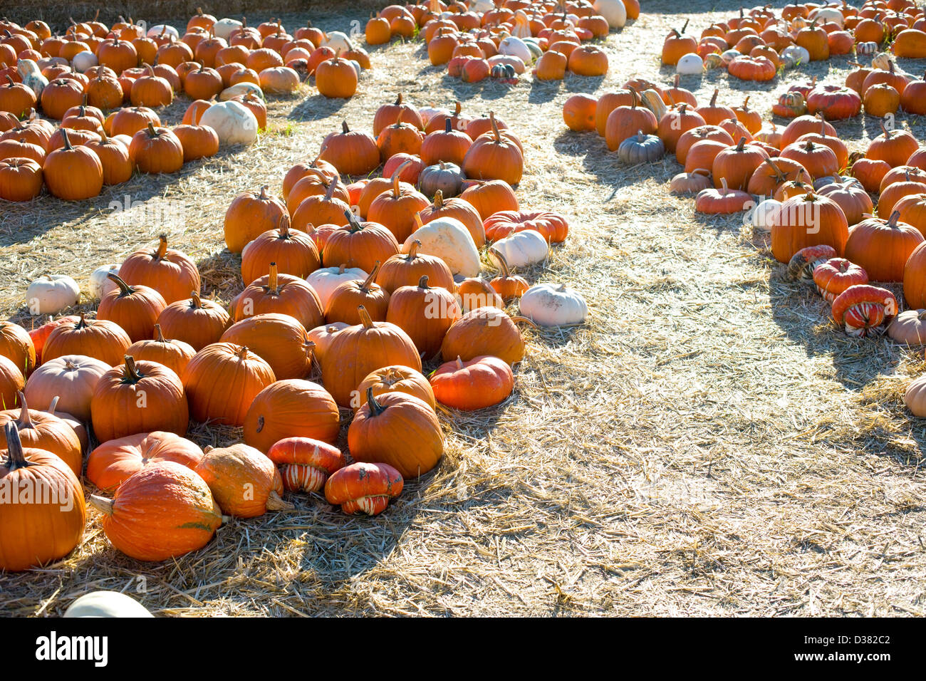 Lots of pumpkins hi-res stock photography and images - Alamy