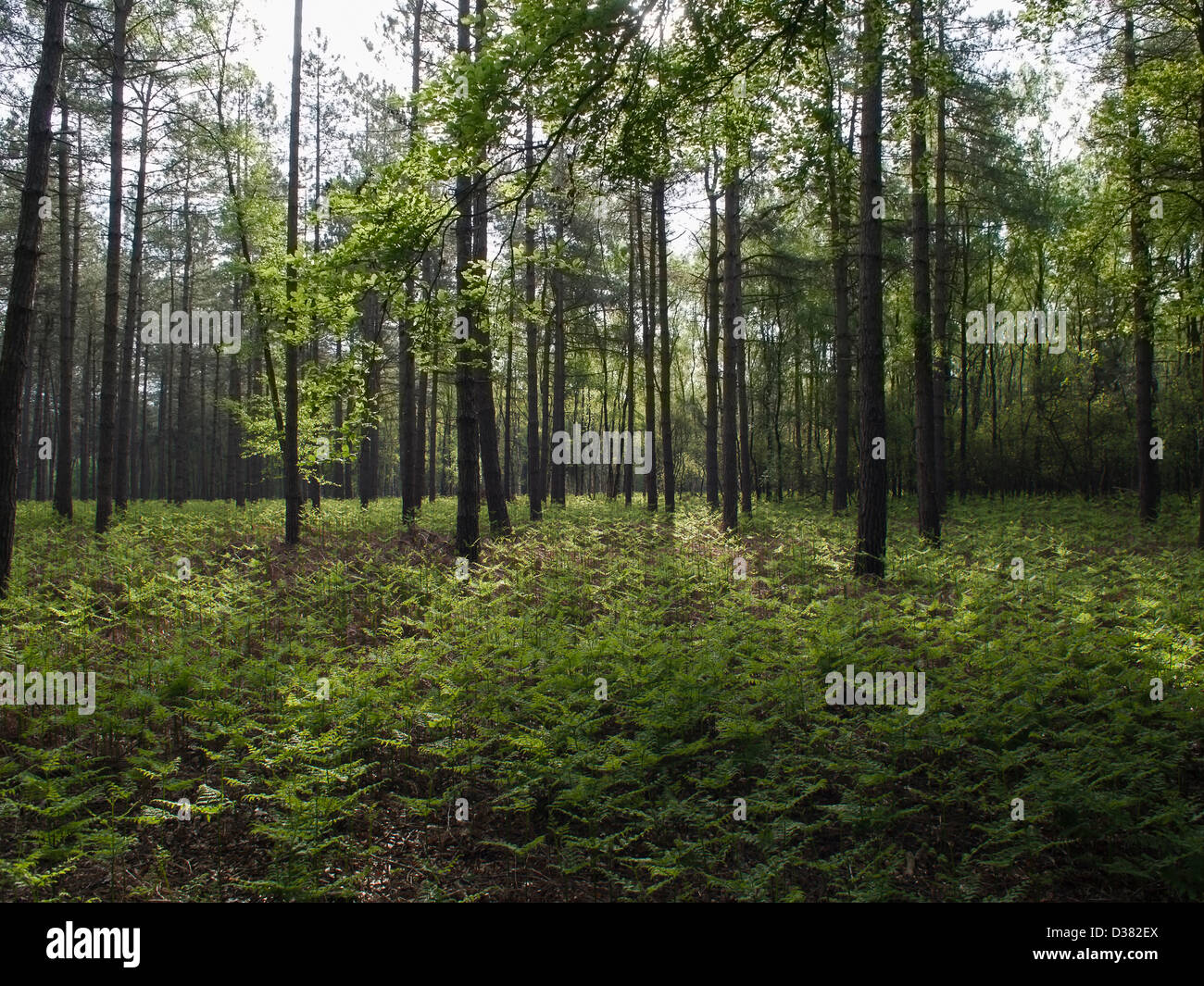 Goirle hi-res stock photography and images - Alamy