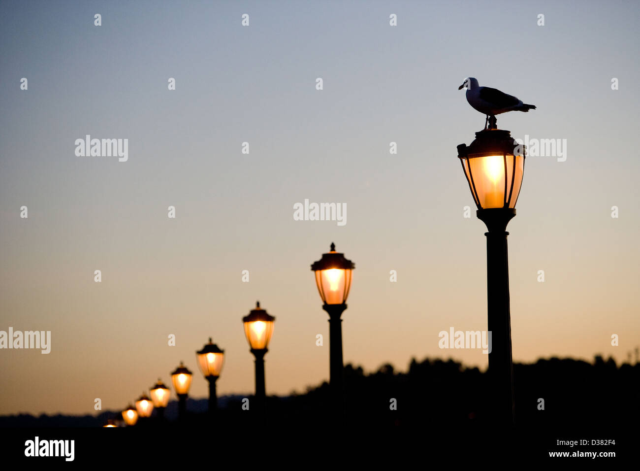 Bird Lamp Post sunrise Stock Photo - Alamy