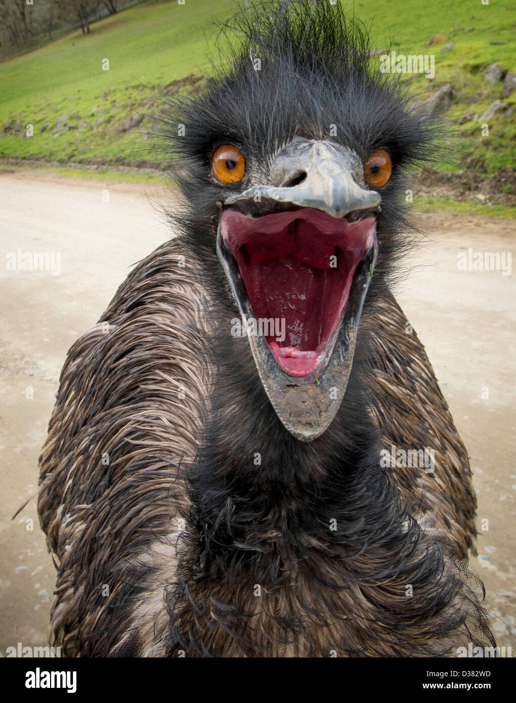 Feb. 2, 2013 - Winston, Oregon, U.S - A large emu displays on a road at ...