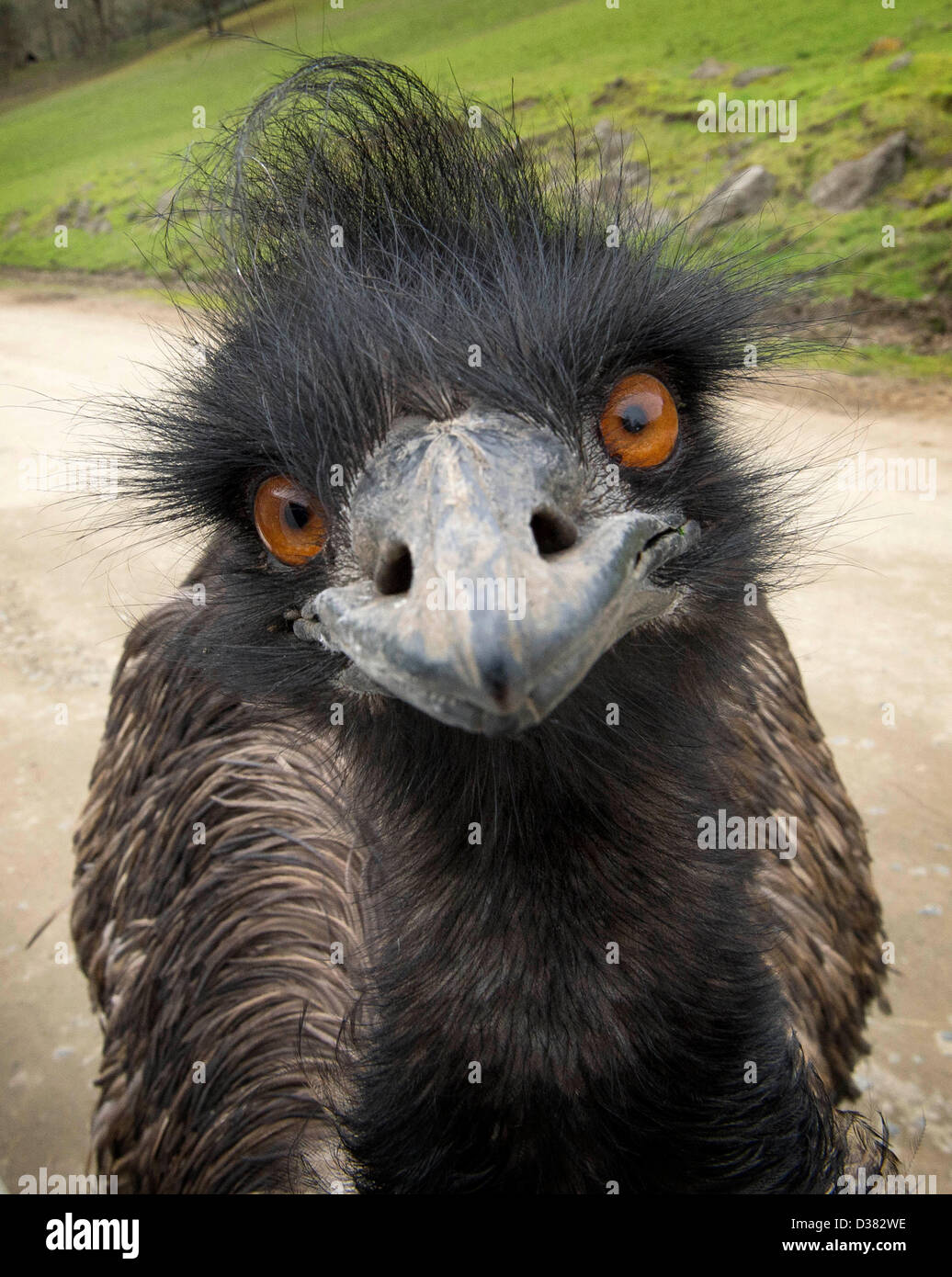 Feb. 2, 2013 - Winston, Oregon, U.S - A large emu displays on a road at ...
