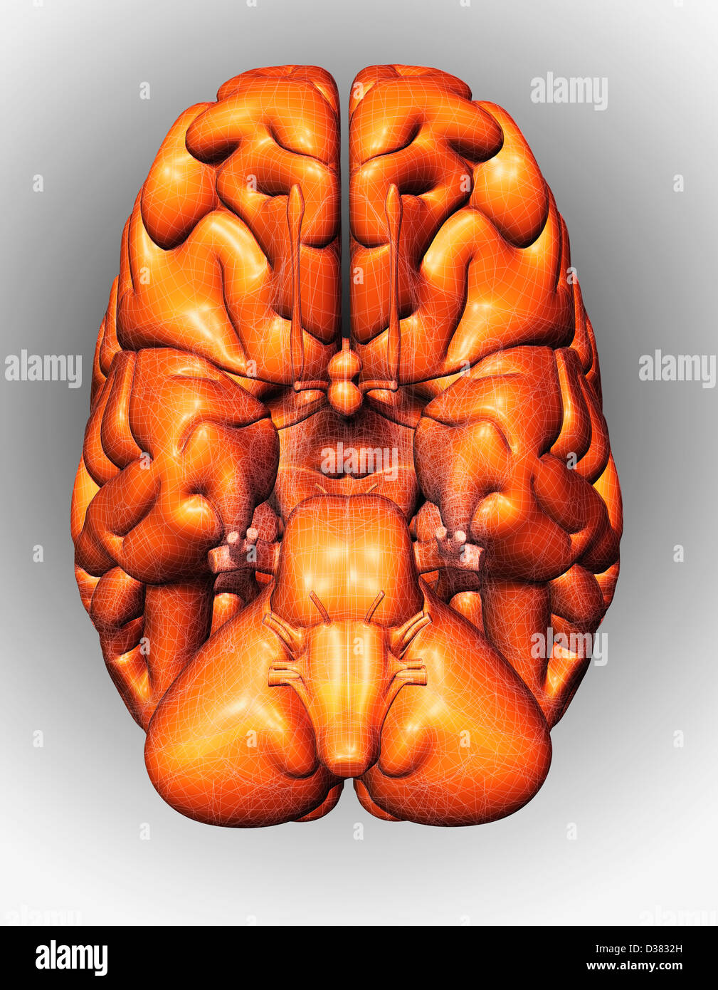 Digitally generated image of brain Stock Photo - Alamy