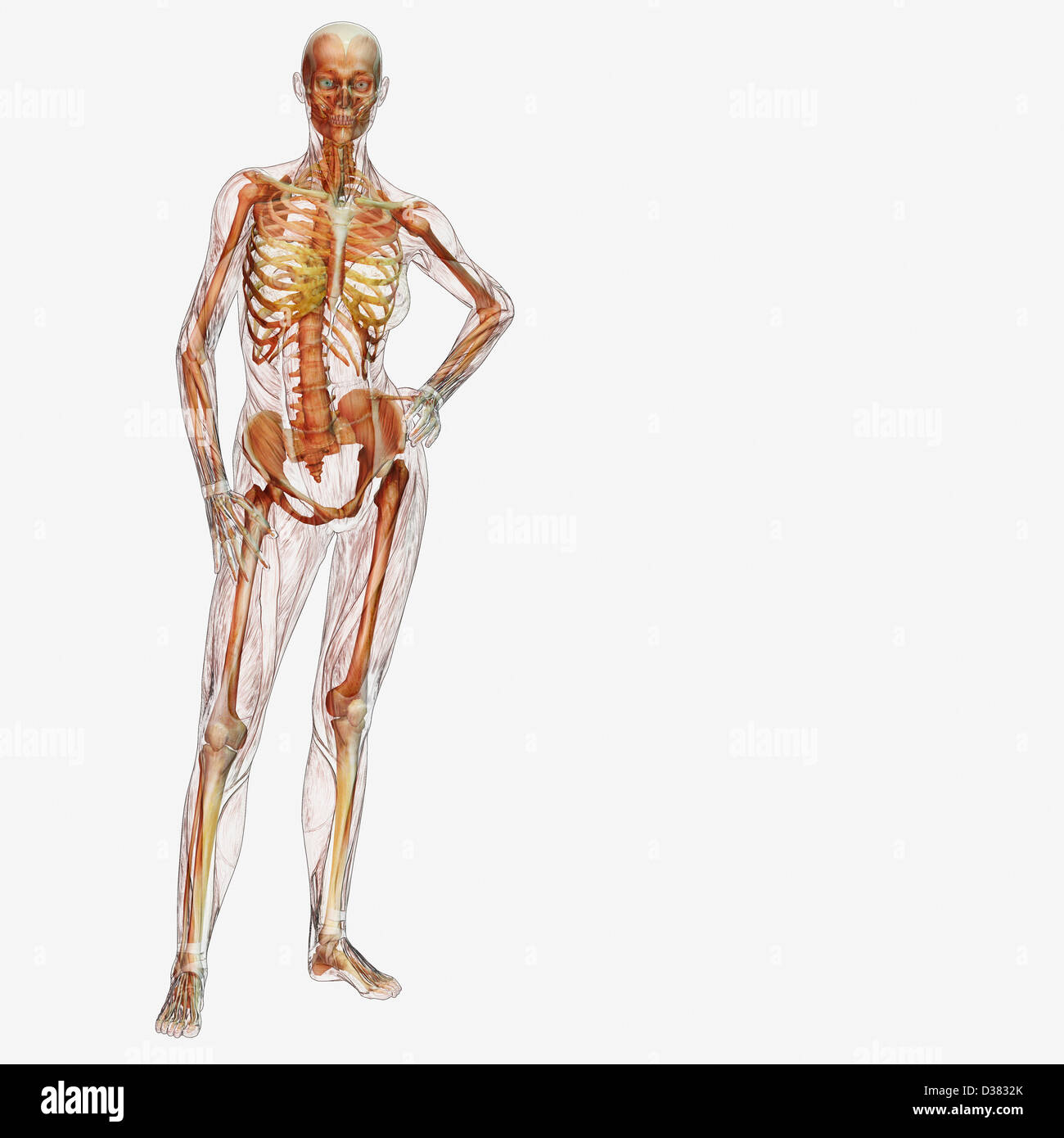 Digitally generated image of standing male likeness Stock Photo - Alamy