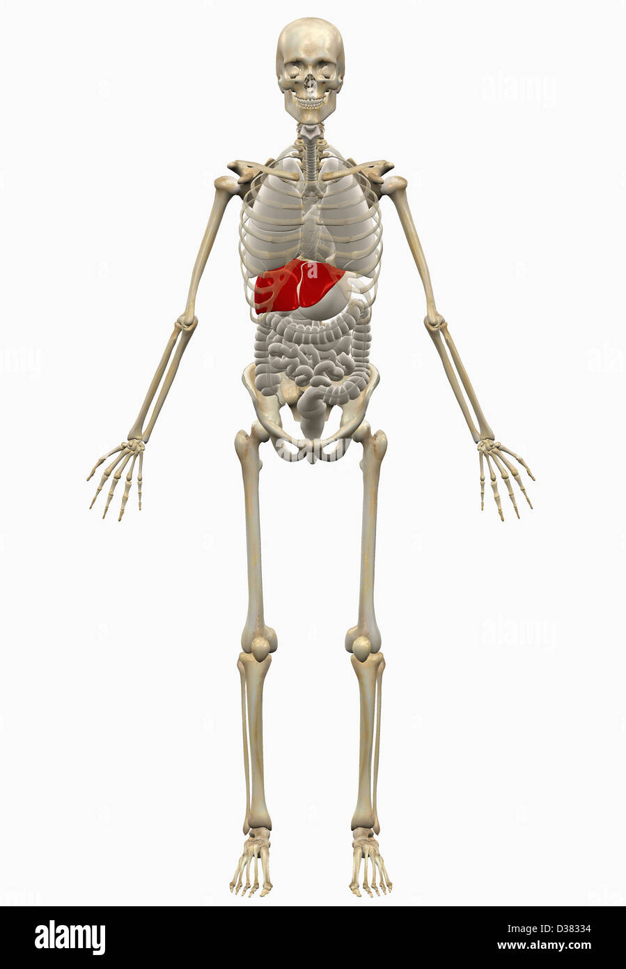 Human intestines diagram hi-res stock photography and images - Alamy