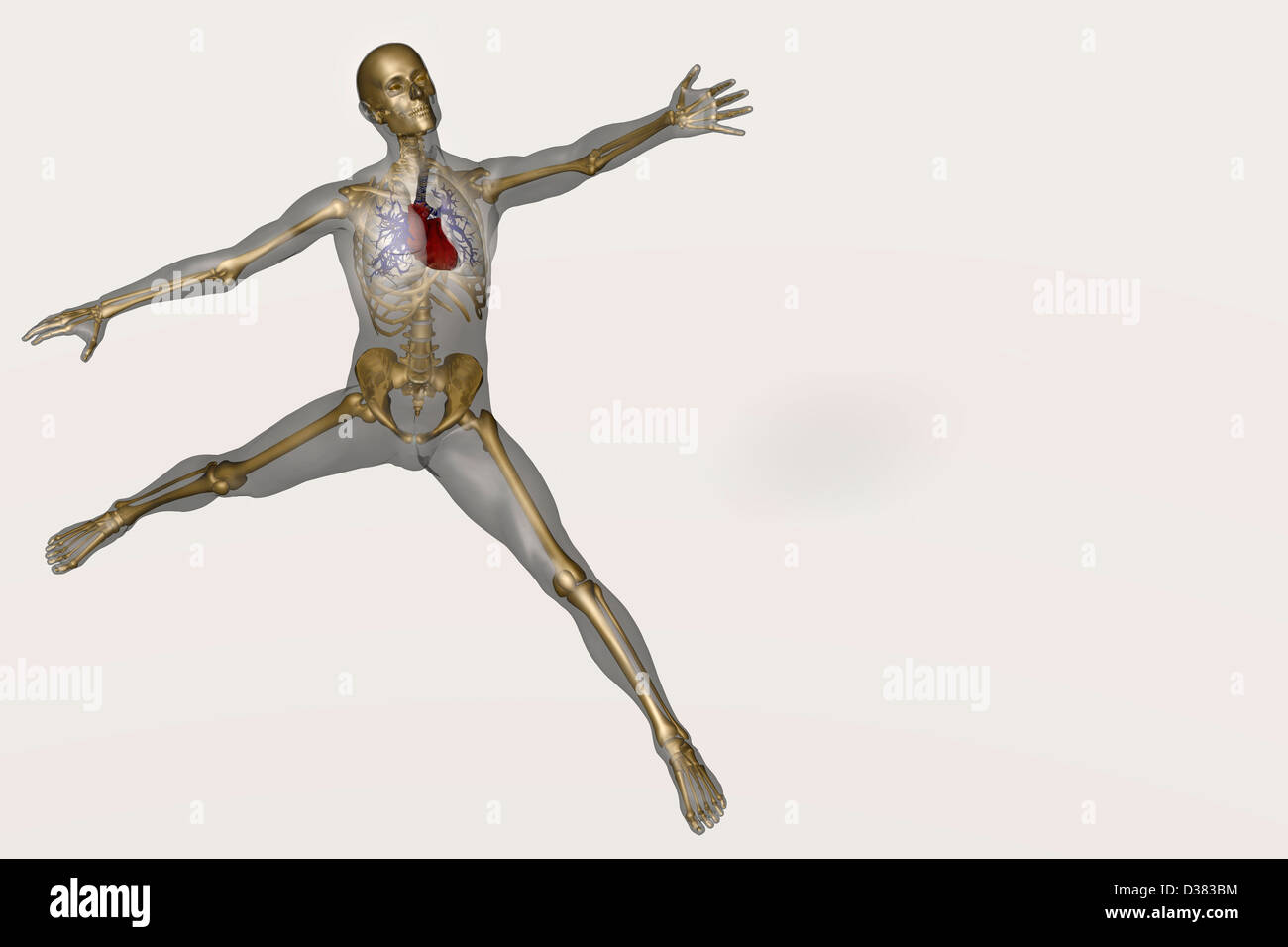 Human skeleton stretching Stock Photo - Alamy