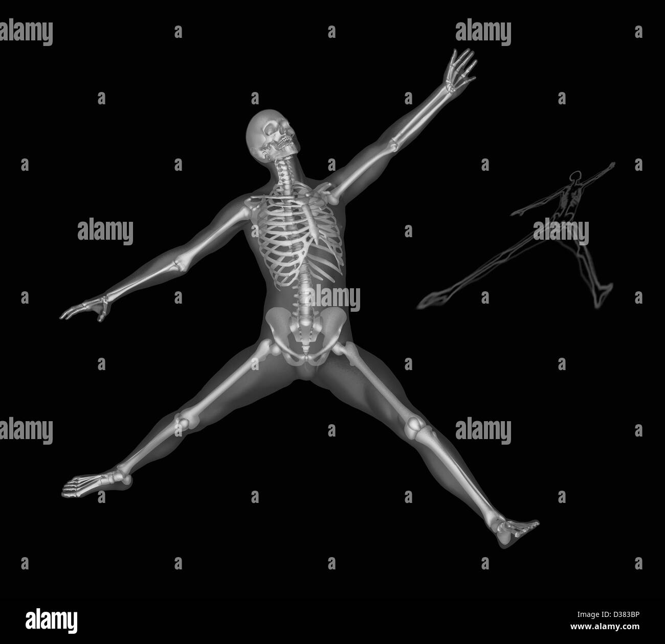 Human skeleton stretching Stock Photo - Alamy